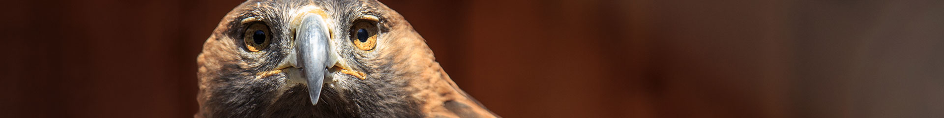 Raptor Encounters - Conservation Halton