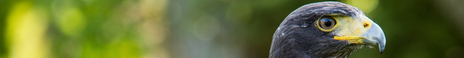 Mountsberg Raptor Centre - Conservation Halton