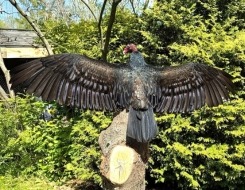 Talons and Tailfeathers - Conservation Halton
